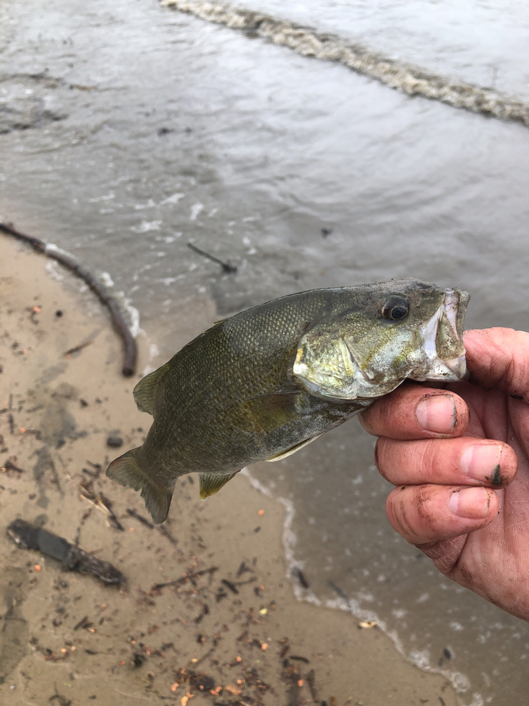 Smallmouth Bass from Muscatine on August 6, 2024 at 10:14 AM by cozzzzz ...