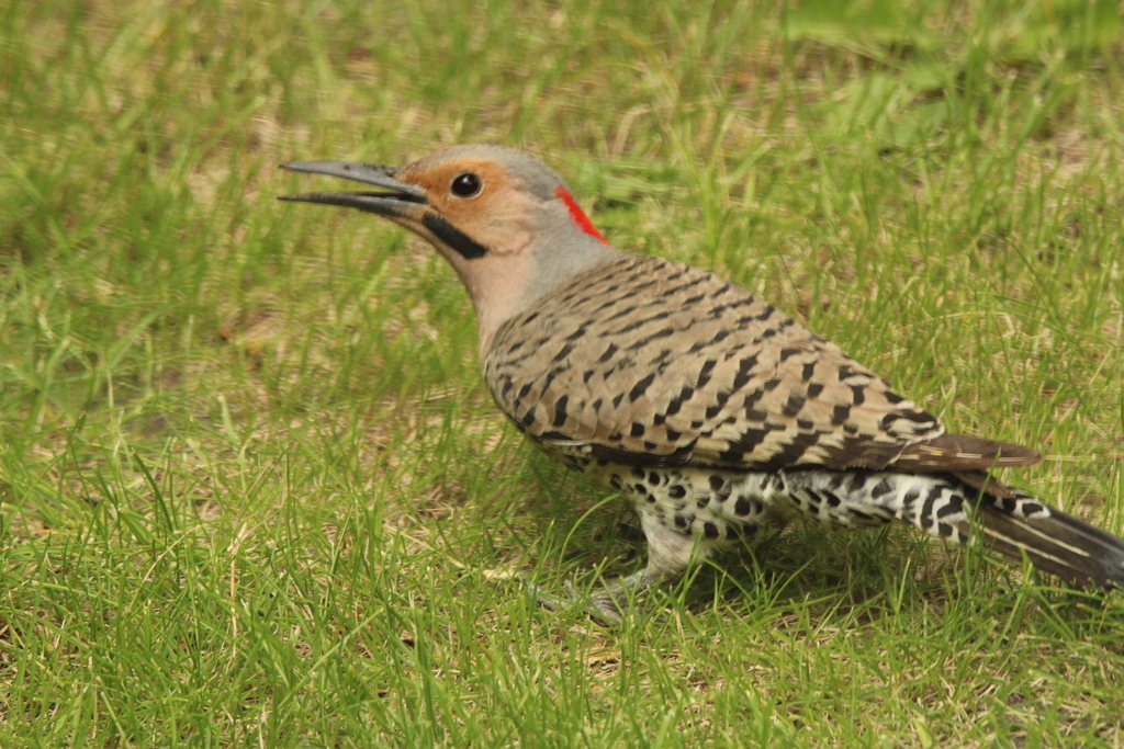 Northern Flicker from Argyle, MB R0K, Canada on June 22, 2024 at 11:44 ...