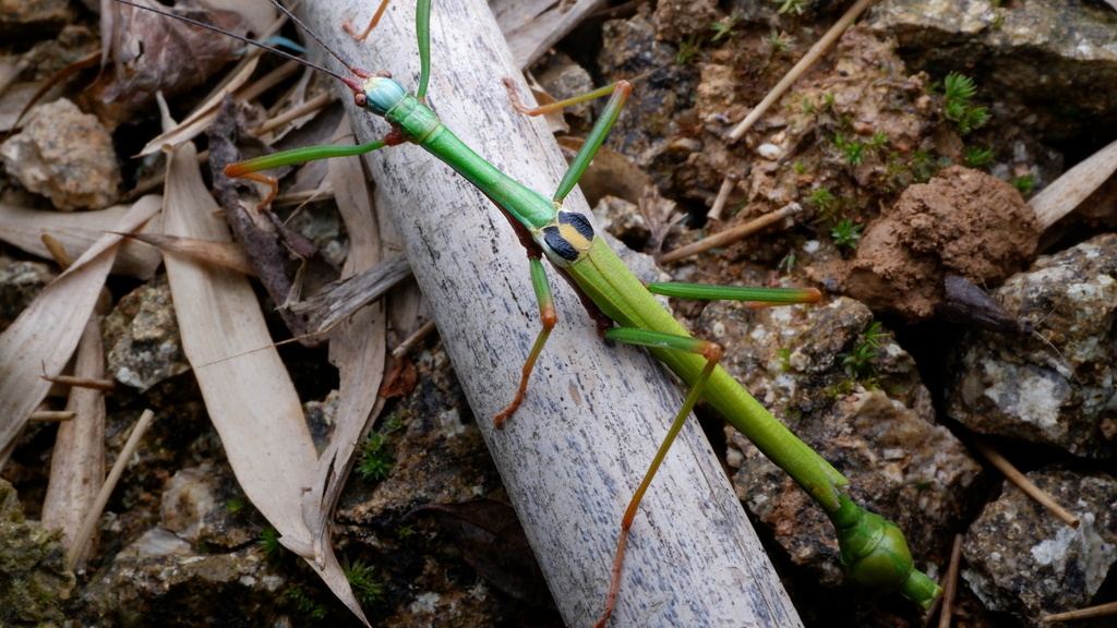 Sinophasma hoenei from Longwangshan Scenic Area(Under Construction ...