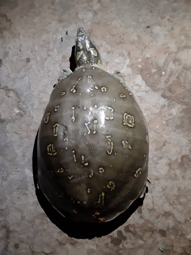 Southern Indian Flapshell Turtle (Sample) · iNaturalist