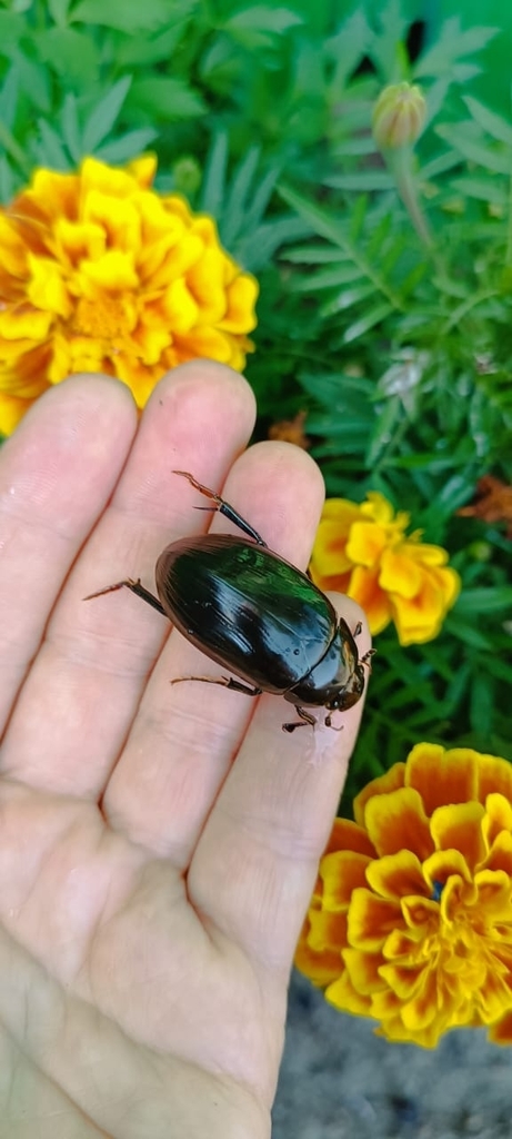 Hydrophilus aterrimus by Svetlana · iNaturalist