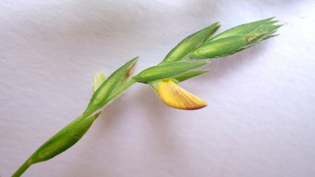 Zornia latifolia (Flora Singapore List U-Z) · iNaturalist
