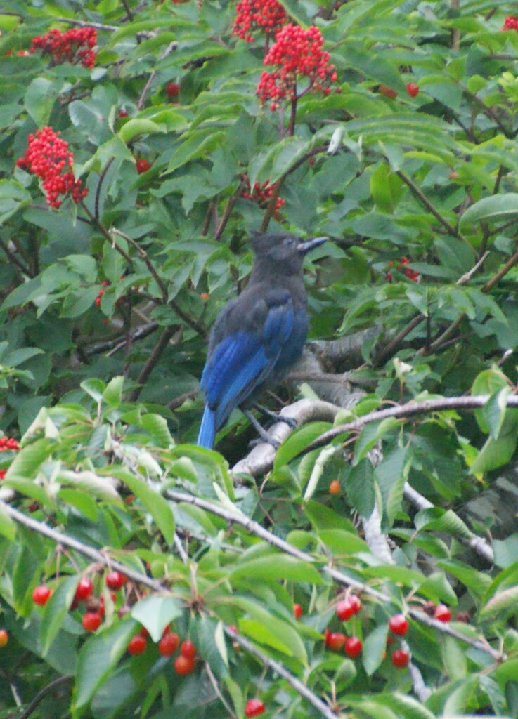 Haida Gwaii Jay from Daajing Giids, BC, Canada on July 24, 2024 at 10: ...