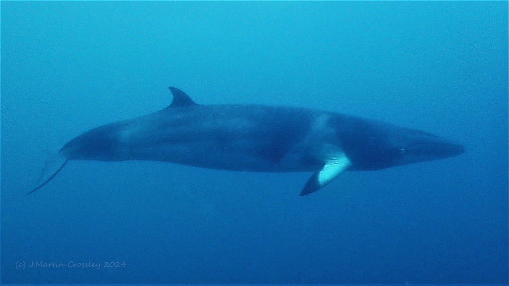 Common Minke Whale (Balaenoptera acutorostrata) - Marine Life ...
