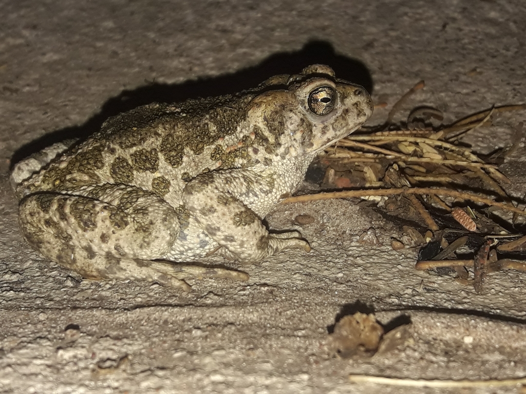 Pine Toad from Colotlán, Jal., México on June 08, 2019 at 10:52 AM by ...