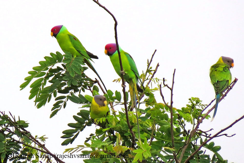 Plum-headed Parakeet (Psittacula cyanocephala) - Avian Discovery