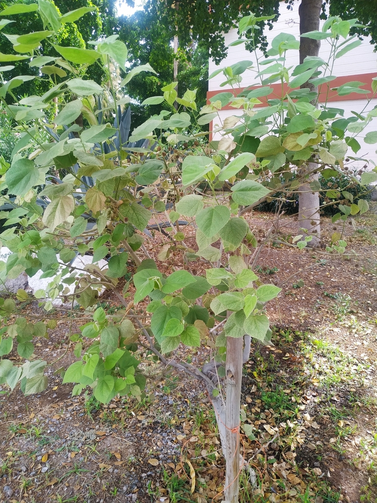 Shrubby Indian Mallow from 83000 Hermosillo, Son., México on August 5 ...