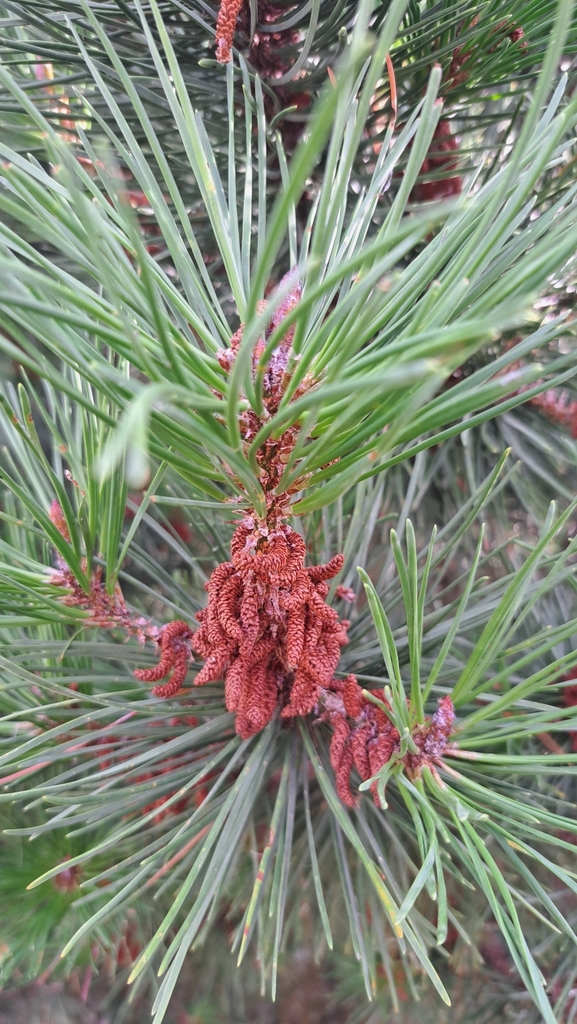 lodgepole pine from Tintwistle, Glossop SK13 1HP, UK on August 6, 2024 ...