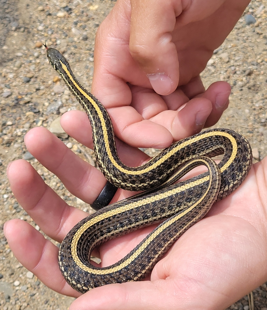 Plains Garter Snake from Hornick, IA 51026, USA on August 6, 2024 at 01 ...