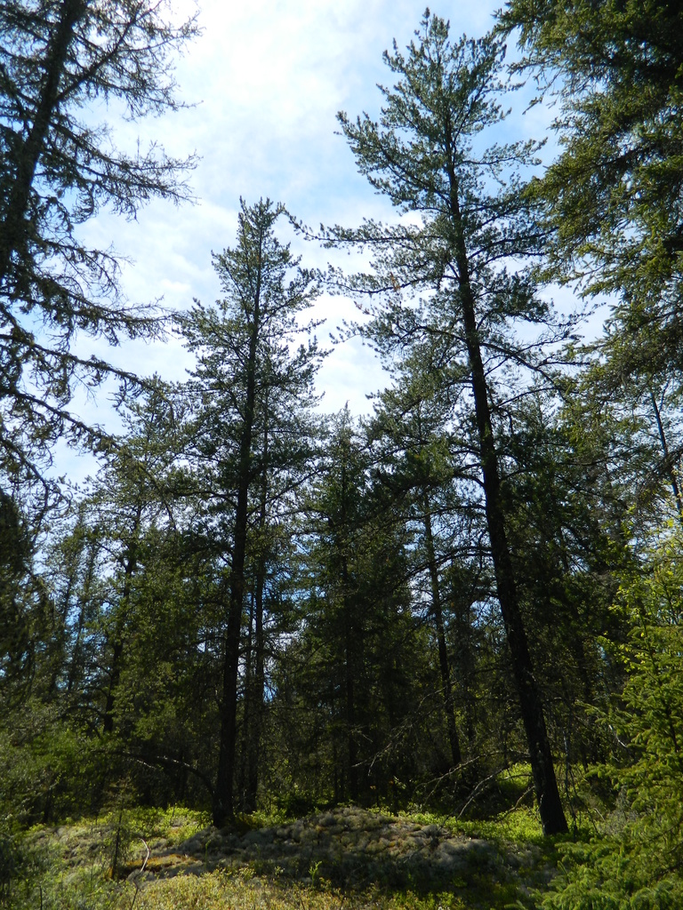 Jack pine from Sentier de la Grande Île, Témiscamingue, QC, Canada on ...