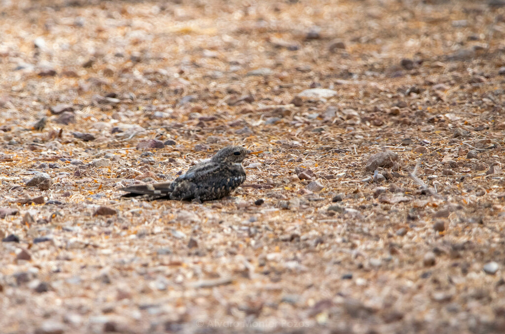 Lesser Nighthawk from El Fuerte, Sin., México on July 19, 2024 at 09:47 ...