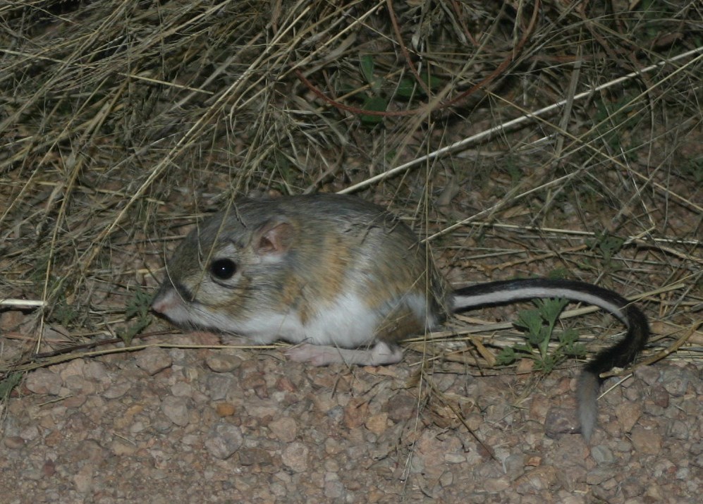 (Dipodomys spectabilis spectabilis) - Know Your Mammals