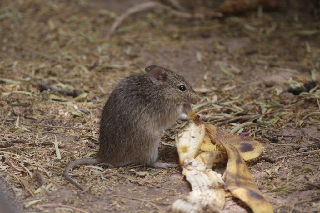 white-eared cotton rat (Sigmodon leucotis) - Know Your Mammals