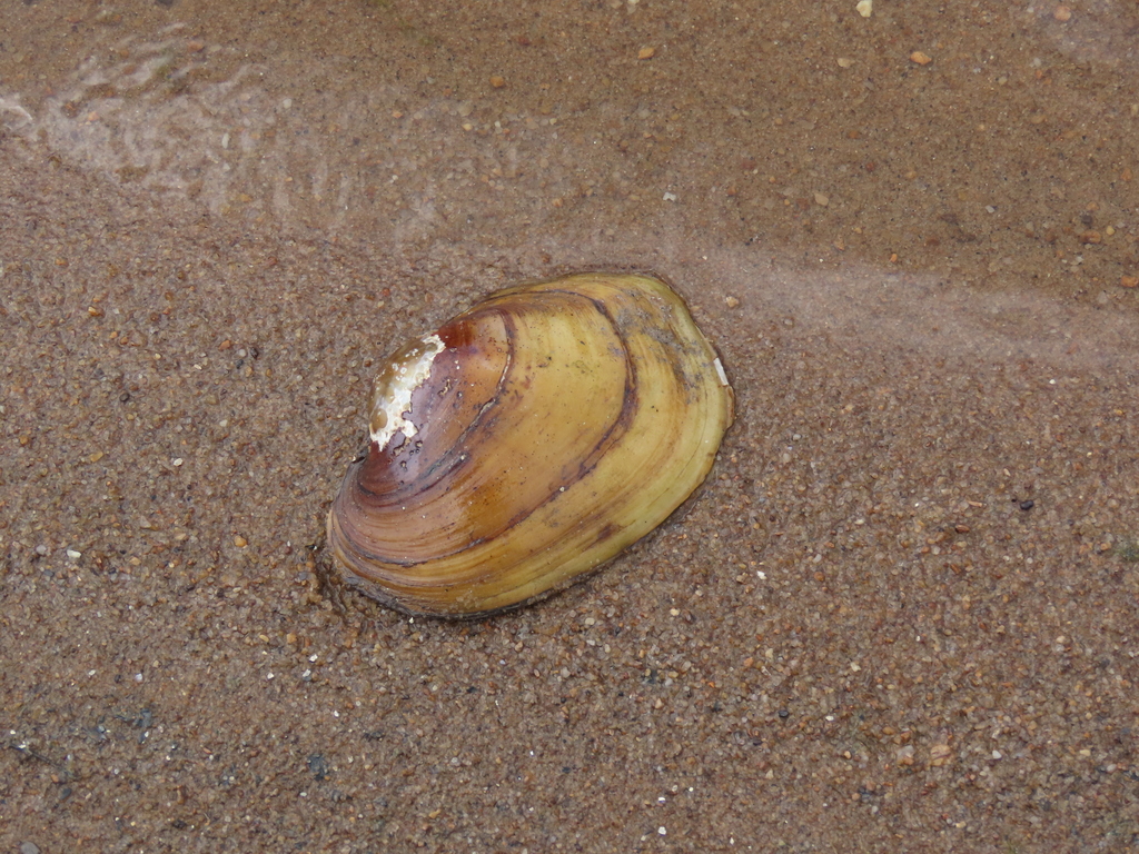 Yellow Lampmussel from Richland County, SC, USA on July 20, 2024 at 12: ...