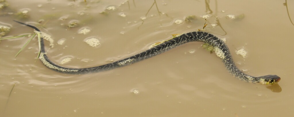Central American Indigo Snake from Villa Corona, Jal., México on August ...