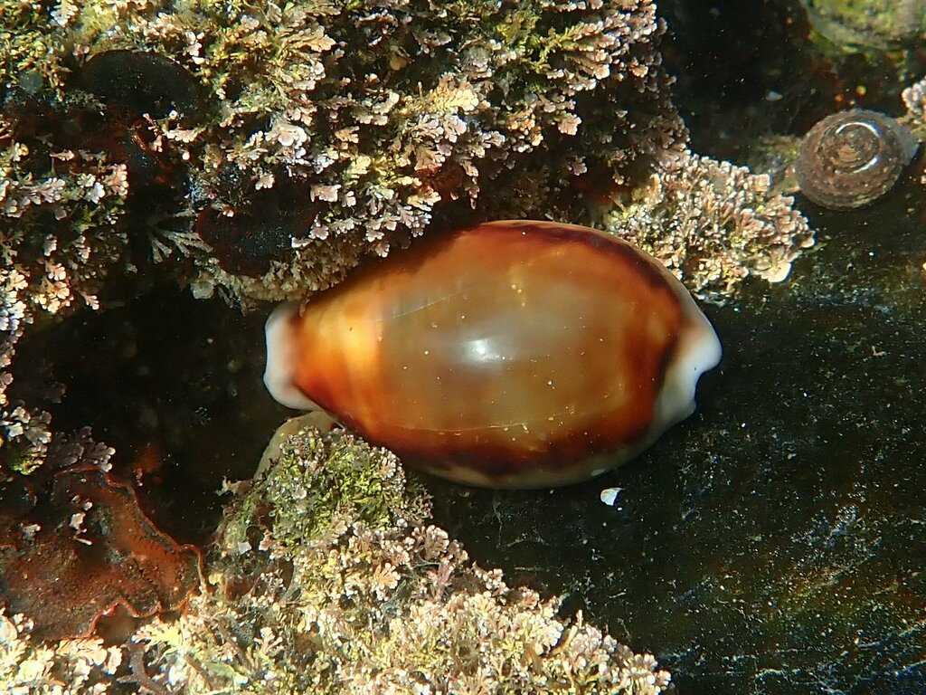 Chestnut Cowry from Mission Point Park, 2600 Bayside Ln, San Diego, CA ...