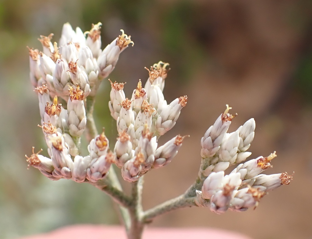 Grey Everlasting from Anysberg Nature Reserve, Central Karoo District ...