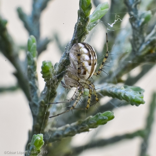 (Mangora fascialata)