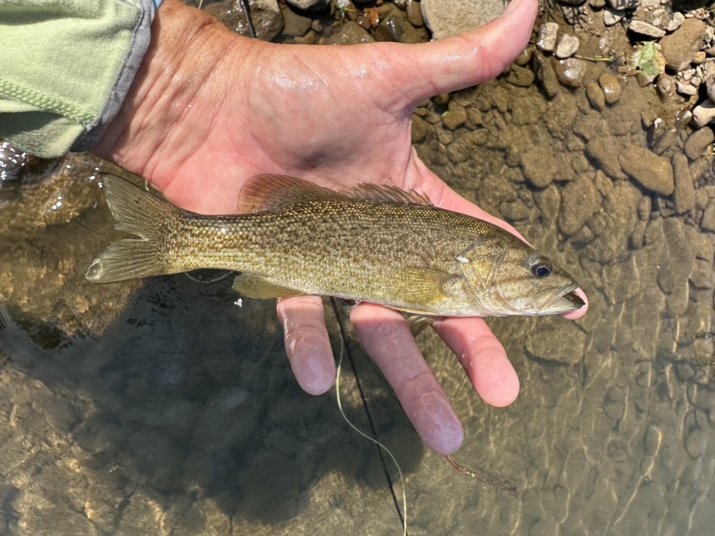 Neosho Bass (Micropterus velox) - Marine Life Identification