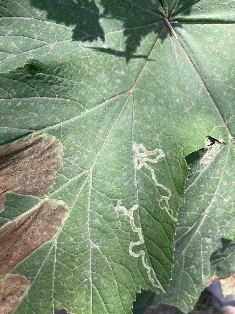 Winged and Once-winged Insects from Glacier County, MT, USA on July 26 ...