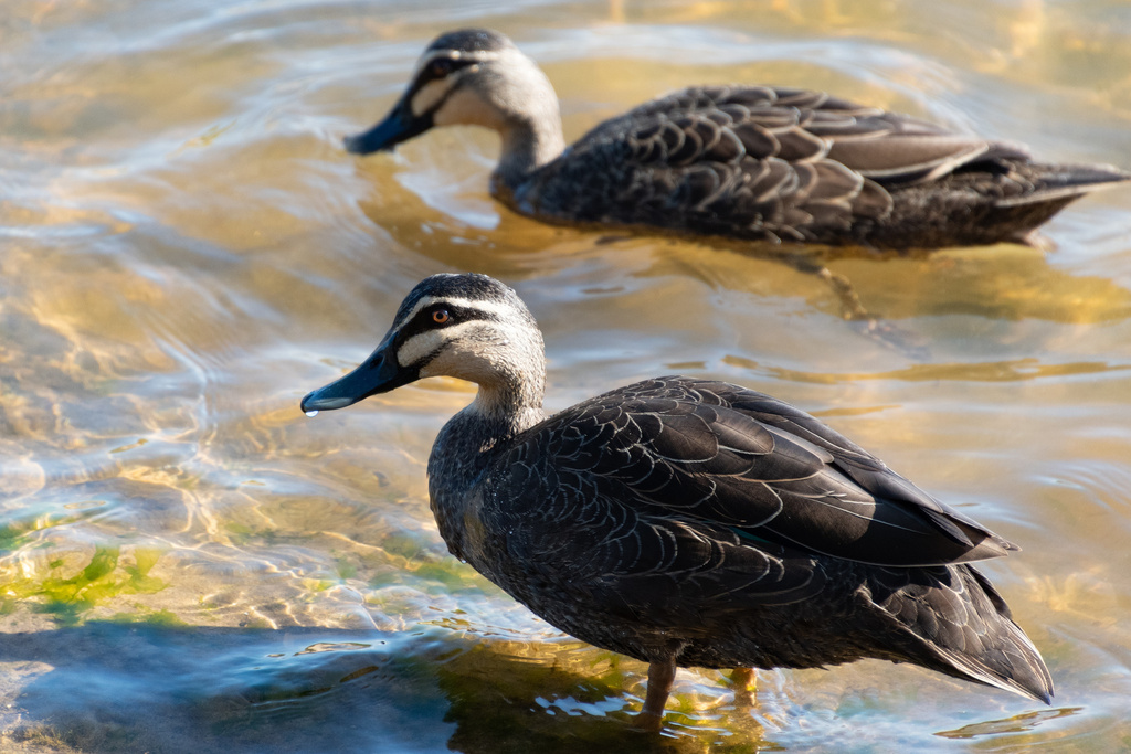 Pacific Black Duck from Curl Curl Lagoon, Curl Curl, NSW, AU on August ...