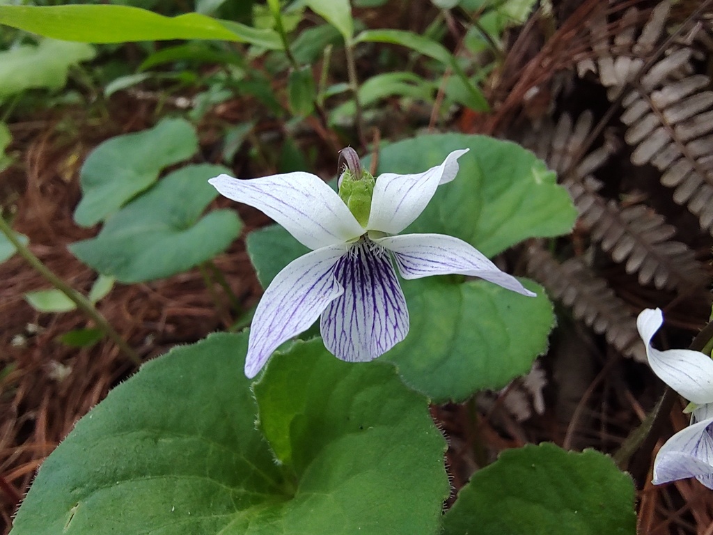 common blue violet from Oaxaca, Mexico on July 29, 2024 at 10:52 AM by ...