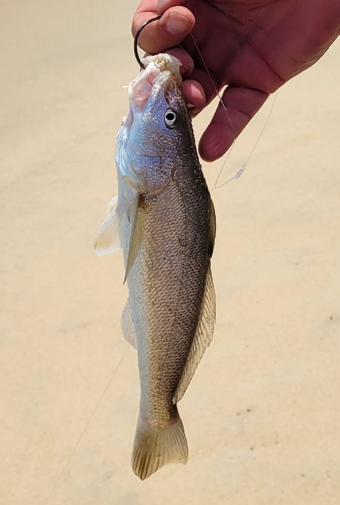 Southern Kingfish in August 2024 by John Aufderheide · iNaturalist