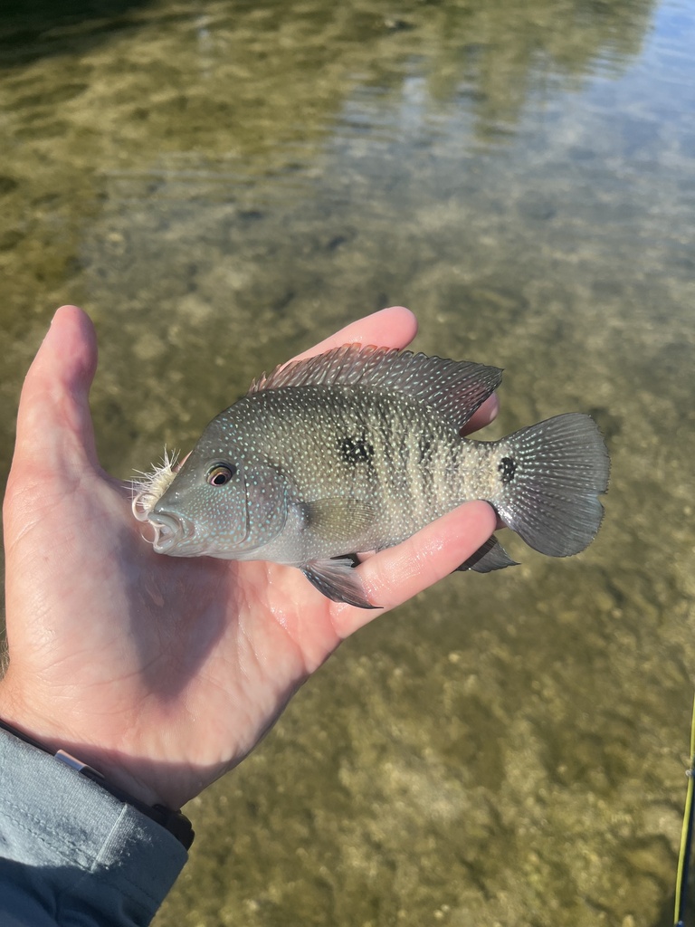 Texas Cichlid from North Llano River, Sonora, TX, US on August 6, 2024 ...