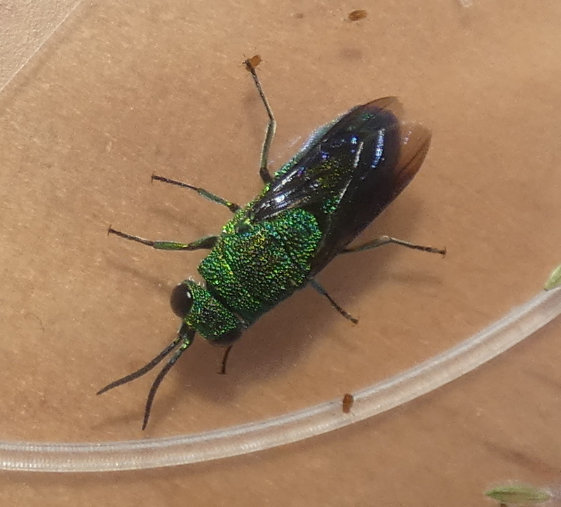 Caenochrysis from Vientiane, Laos on August 7, 2024 at 06:44 AM by ...