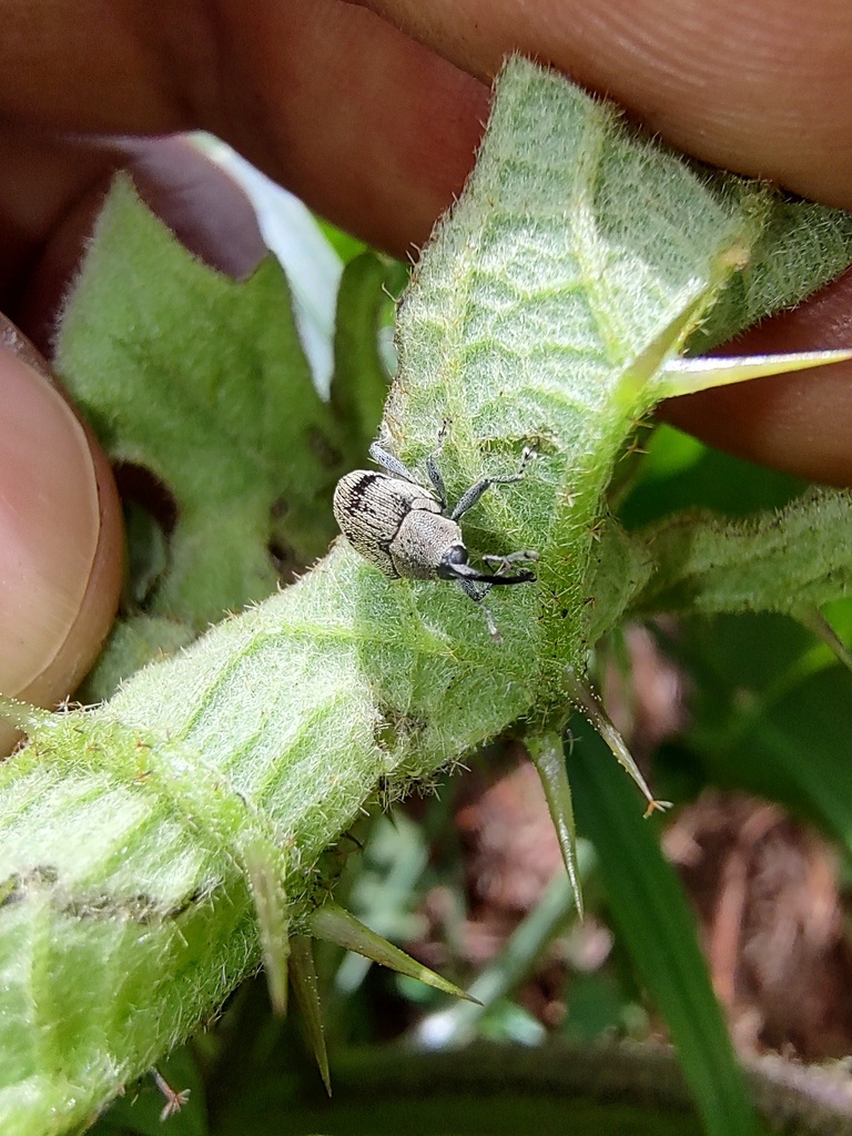 Flower Weevils from Oaxaca, Mexico on July 29, 2024 at 12:29 PM by ...