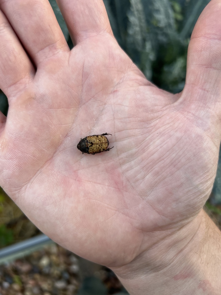 Bumble Flower Beetle from S Corona St, Englewood, CO, US on August 6 ...