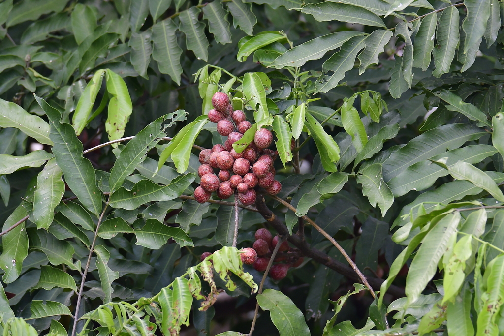 American muskwood from Ibagué, Tolima, Colombia on July 28, 2024 at 08: ...