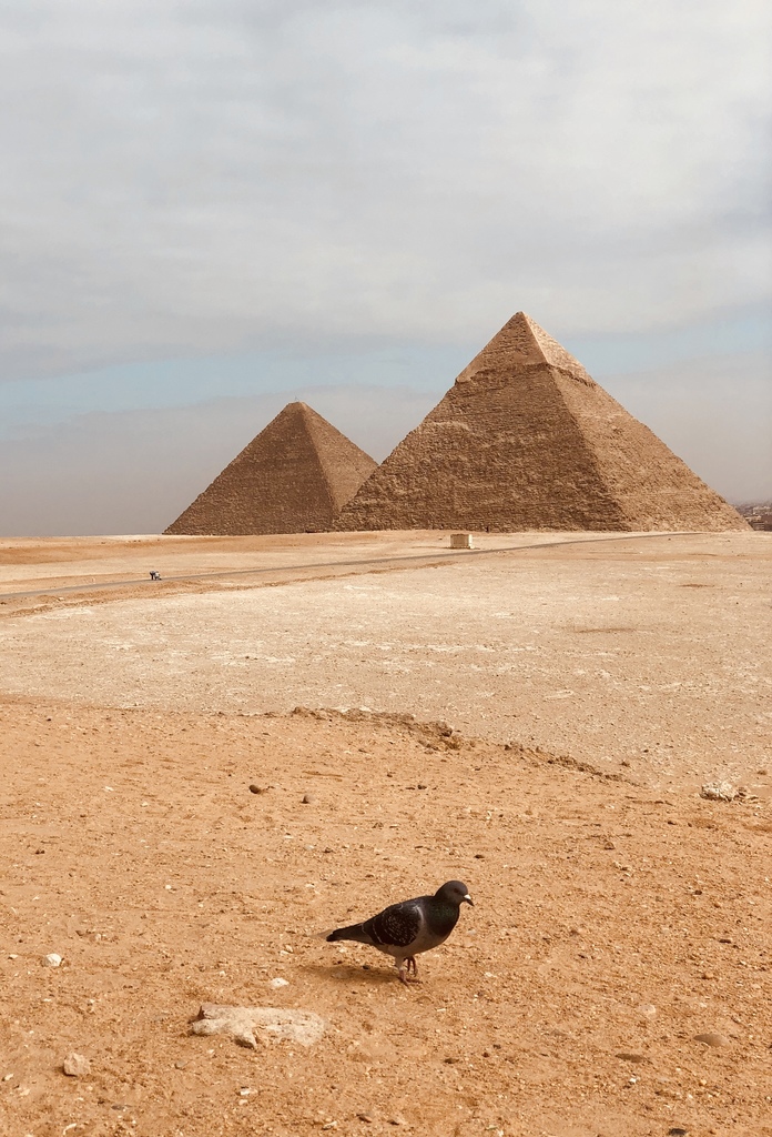 Rock Pigeon from Cairo - El Fayoum, , 6th Of October, EG on January 17 ...