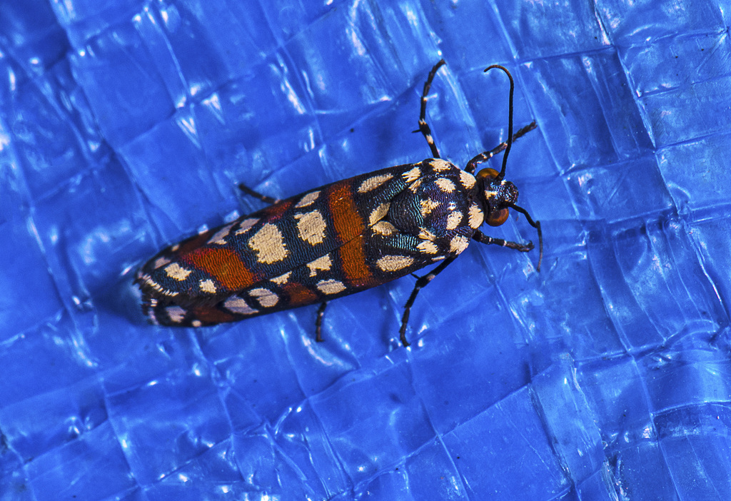 Straight-lined Cydosia Moth from Canyon Lake, TX, USA on June 1, 2019 ...