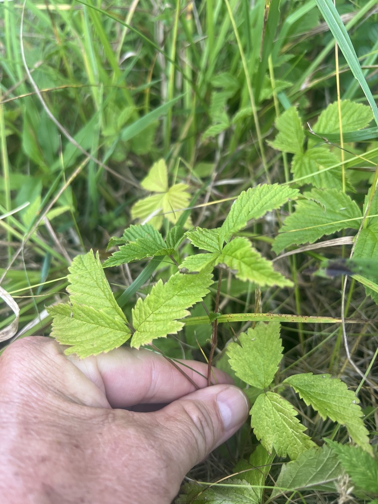 dwarf raspberry in August 2024 by rbartgis · iNaturalist