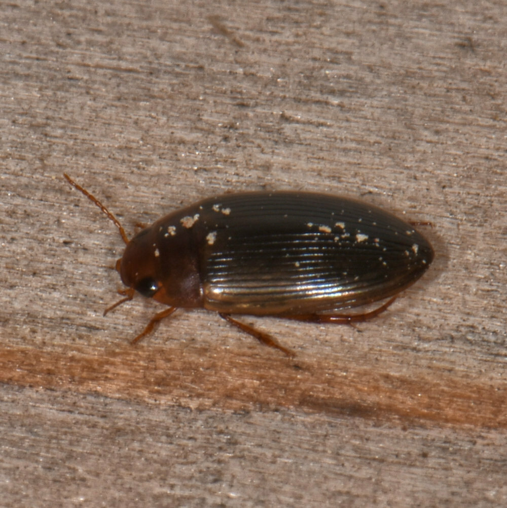Copelatus from Waterloo, ON, Canada on August 2, 2024 at 10:32 PM by ...