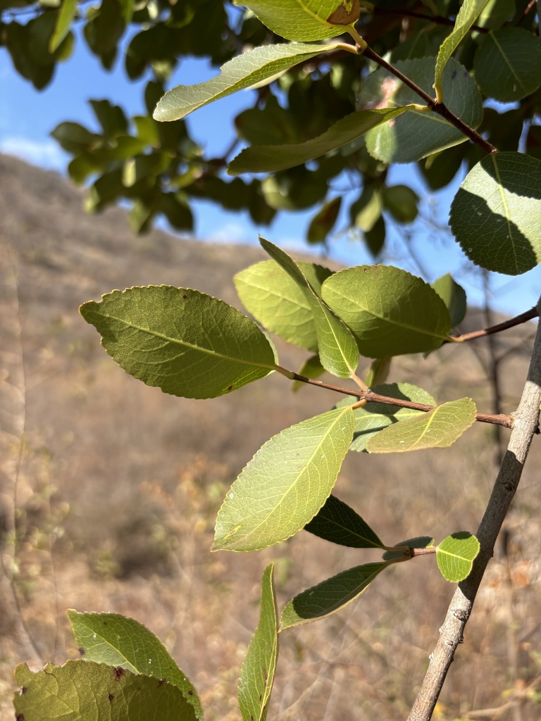 Sekhukhuni Bushman's Tea in August 2024 by Troos van der Merwe ...