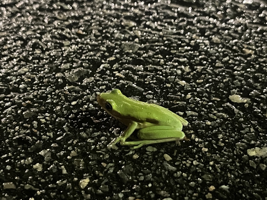Green Treefrog from Molly Exchange Dr, Holly Springs, NC, US on August ...