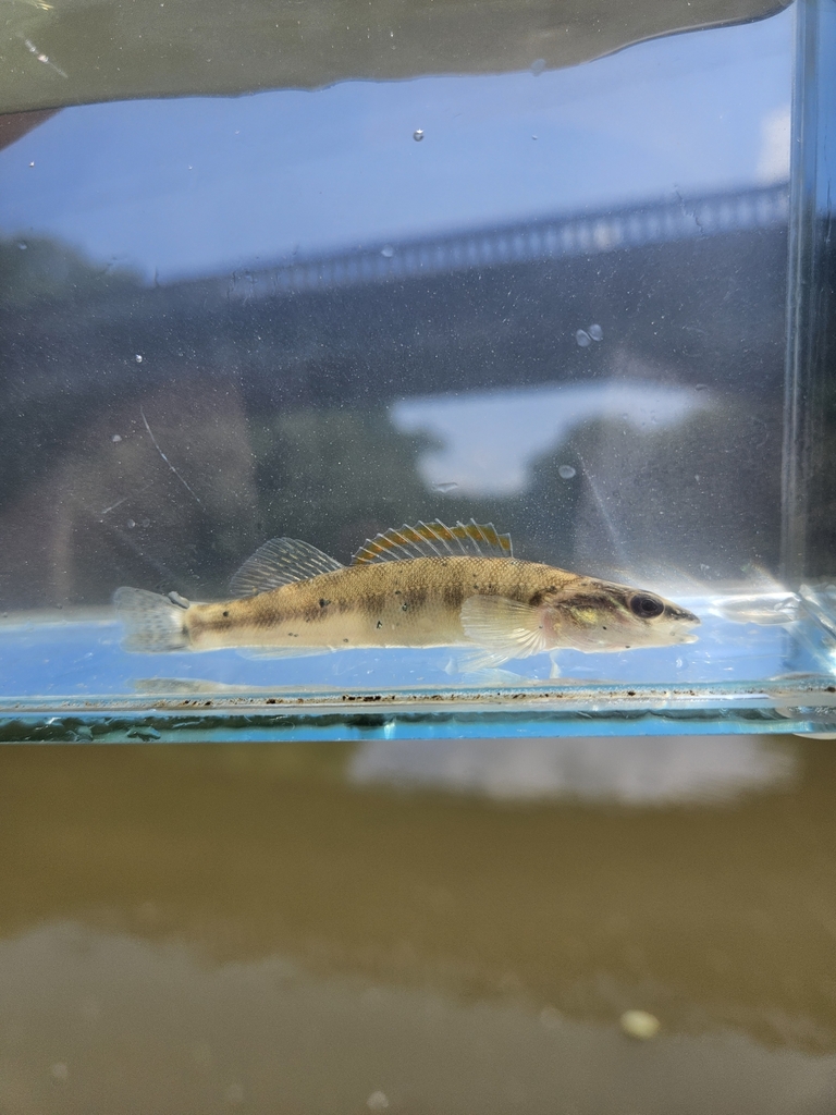 Slenderhead Darter from Knifley, KY 42753, USA on August 6, 2024 at 12: ...