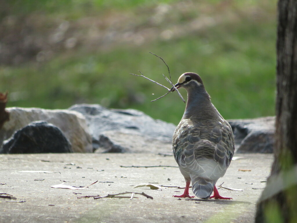 Common Bronzewing from Brisbane QLD, Australia on August 7, 2024 at 09: ...