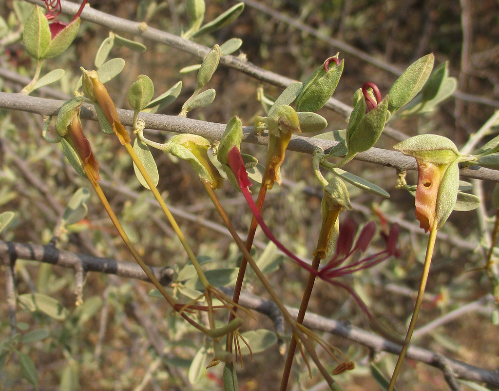 Grey-Leaved Worm Bush from Serowe Botswana on August 4, 2024 by ...