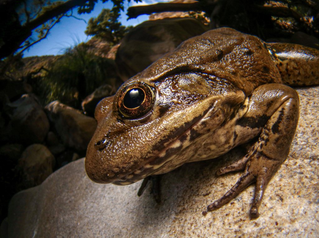California Red-legged Frog in August 2024 by hsug1747 · iNaturalist