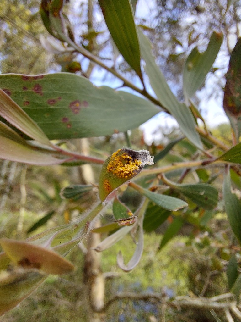 Myrtle Rust from Brisbane QLD, Australia on August 7, 2024 at 09:22 AM ...