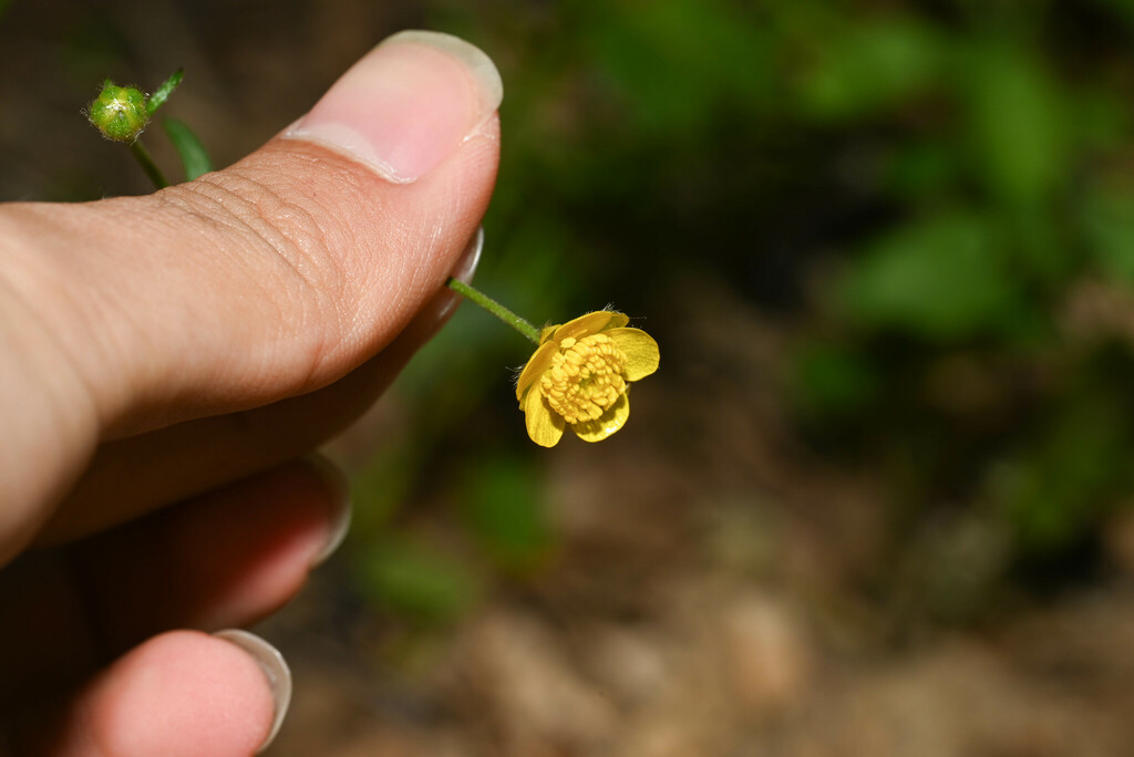 Japanese Buttercup from 中国河北省张家口市崇礼区营岔村VCRX+4W7 邮政编码: 076350 on May 26 ...