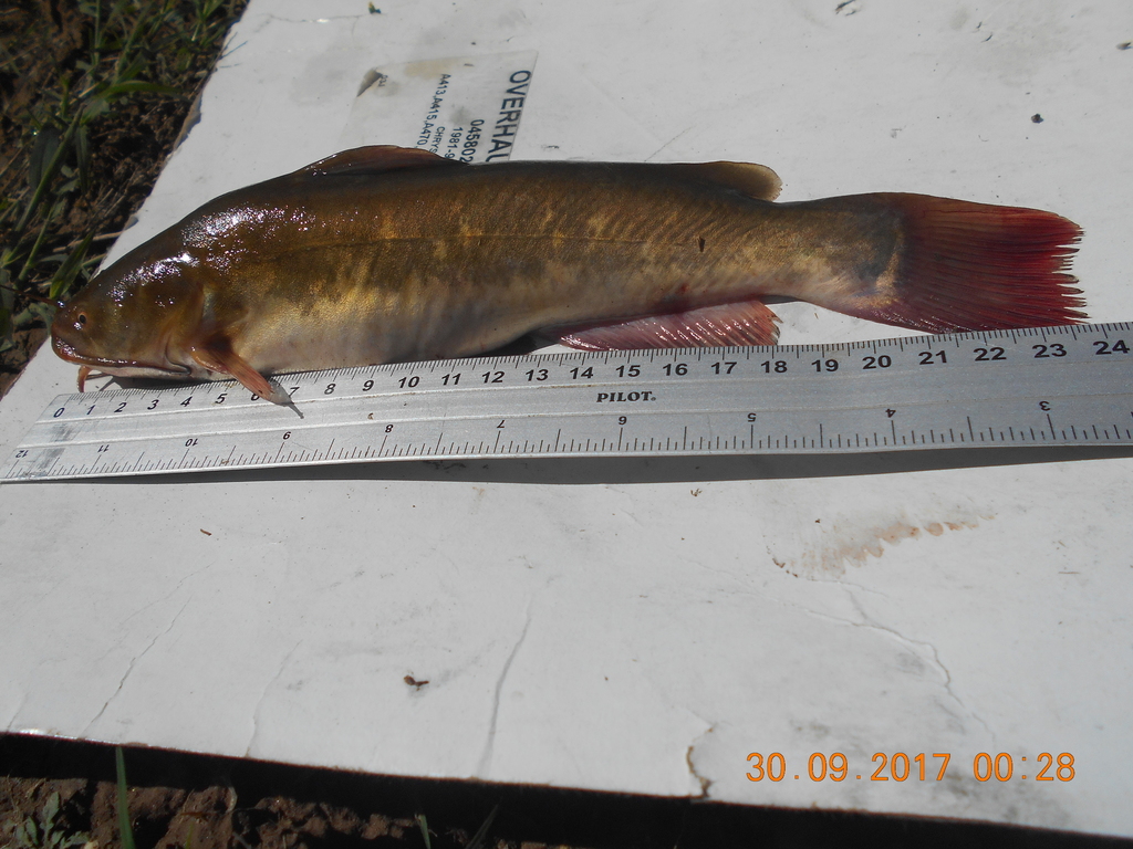 Brown Bullhead in September 2017 by Javier Cruz Nieto · iNaturalist