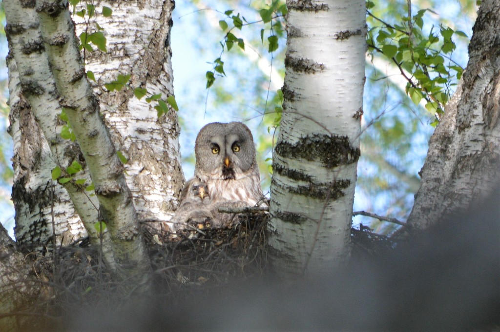 Great Gray Owl in May 2019 by Александр Кочетков · iNaturalist