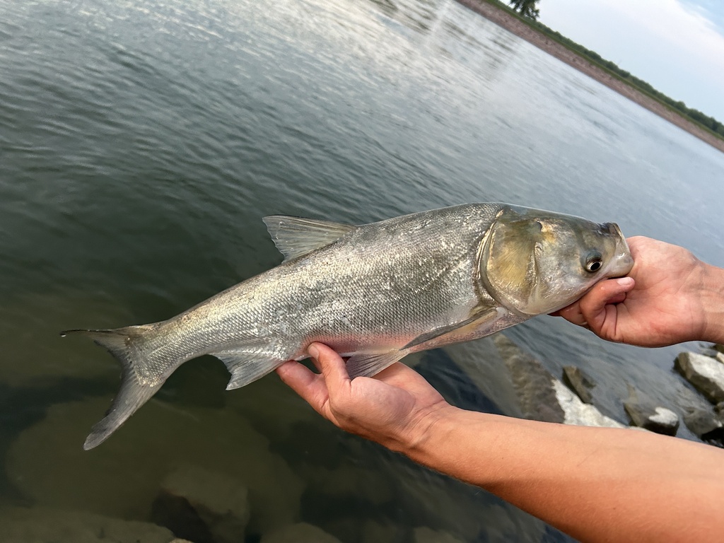 Silver Carp from Missouri River, Crofton, NE, US on August 6, 2024 at ...