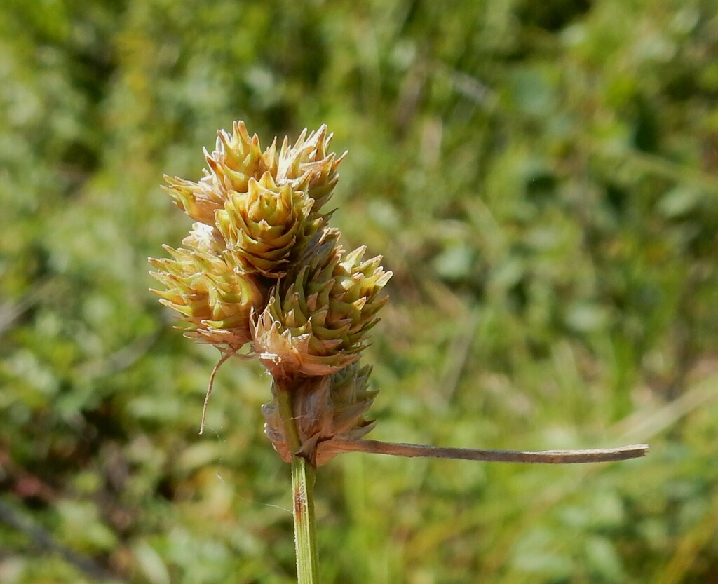 clustered sedge in August 2024 by John Scholze. Population of 95 stems ...
