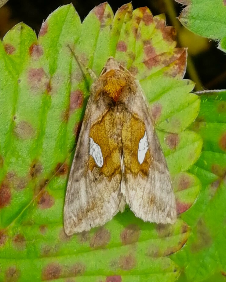 Autographa excelsa from Богородский р-н, Нижегородская обл., Россия on ...