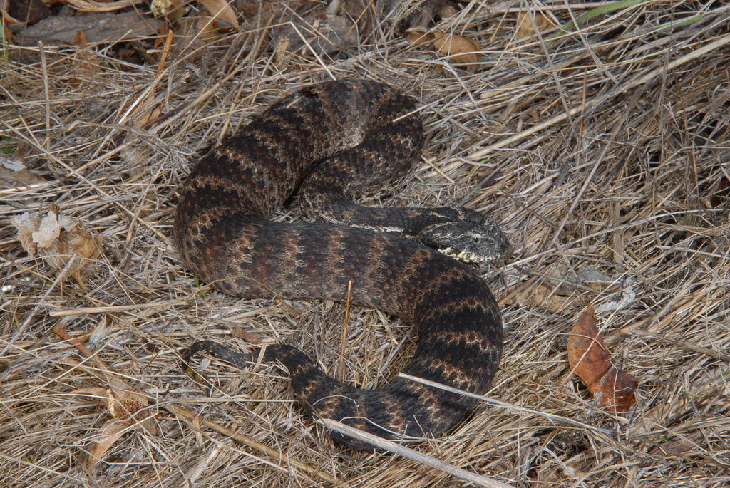 Southern Death Adder from Blue Mountains on April 19, 2024 at 04:25 PM ...